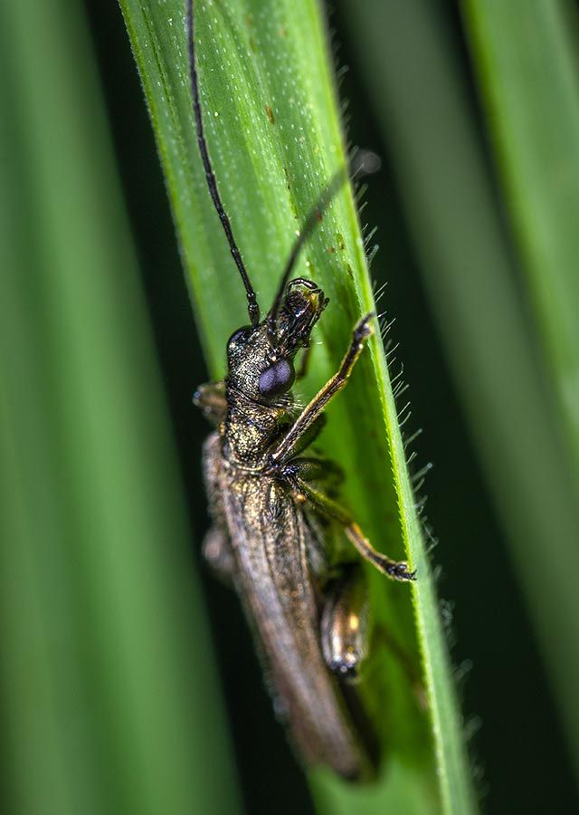 Croitor mare al stejarului - Codrii Sătmarului