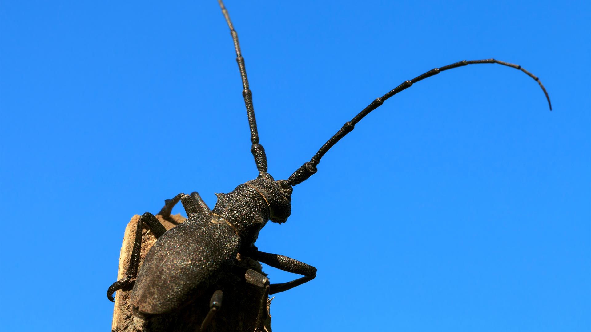 Croitor mare al stejarului - Codrii Sătmarului