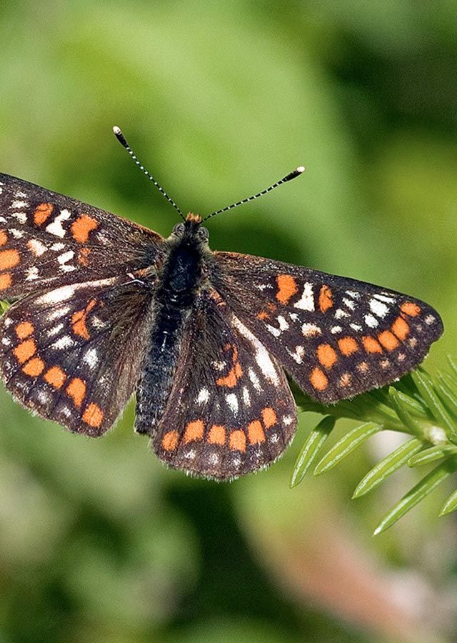Fluturele Maturna - Codrii Sătmarului