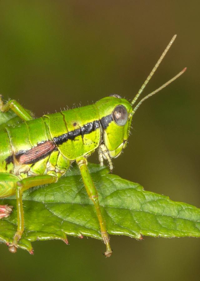 Lăcustă de munte - Codrii Sătmarului