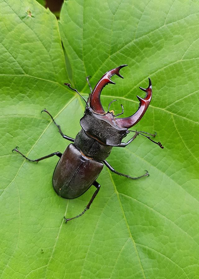 Rădașca - Codrii Sătmarului