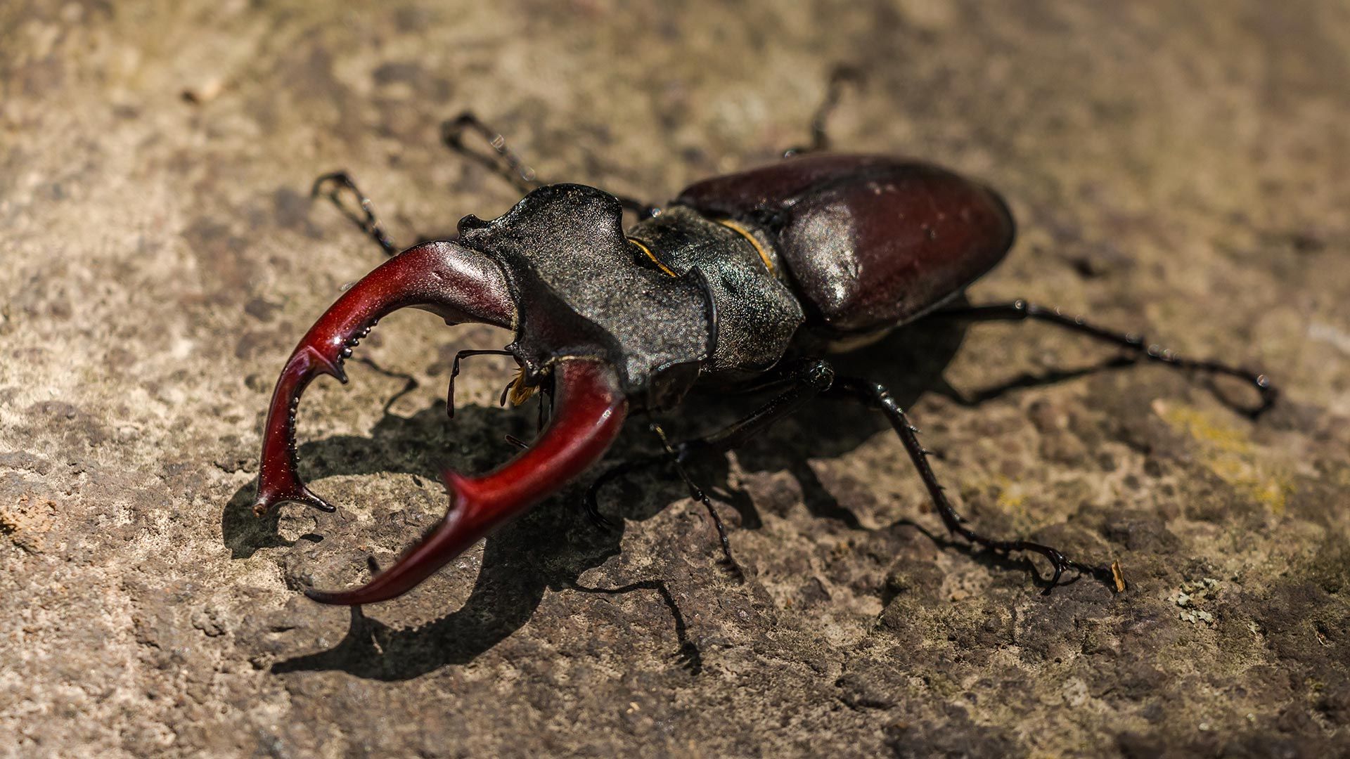 Rădașca - Codrii Sătmarului