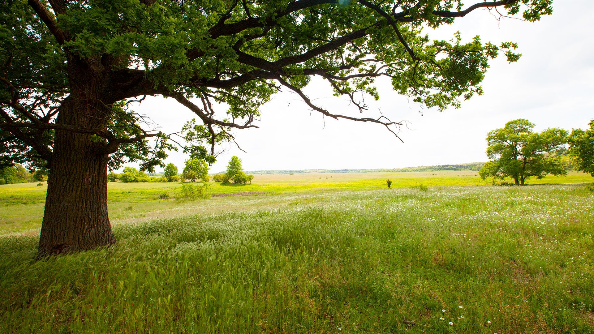 Vegetație de silvostepă eurosiberiană cu Quercus spp. - Codrii Sătmarului